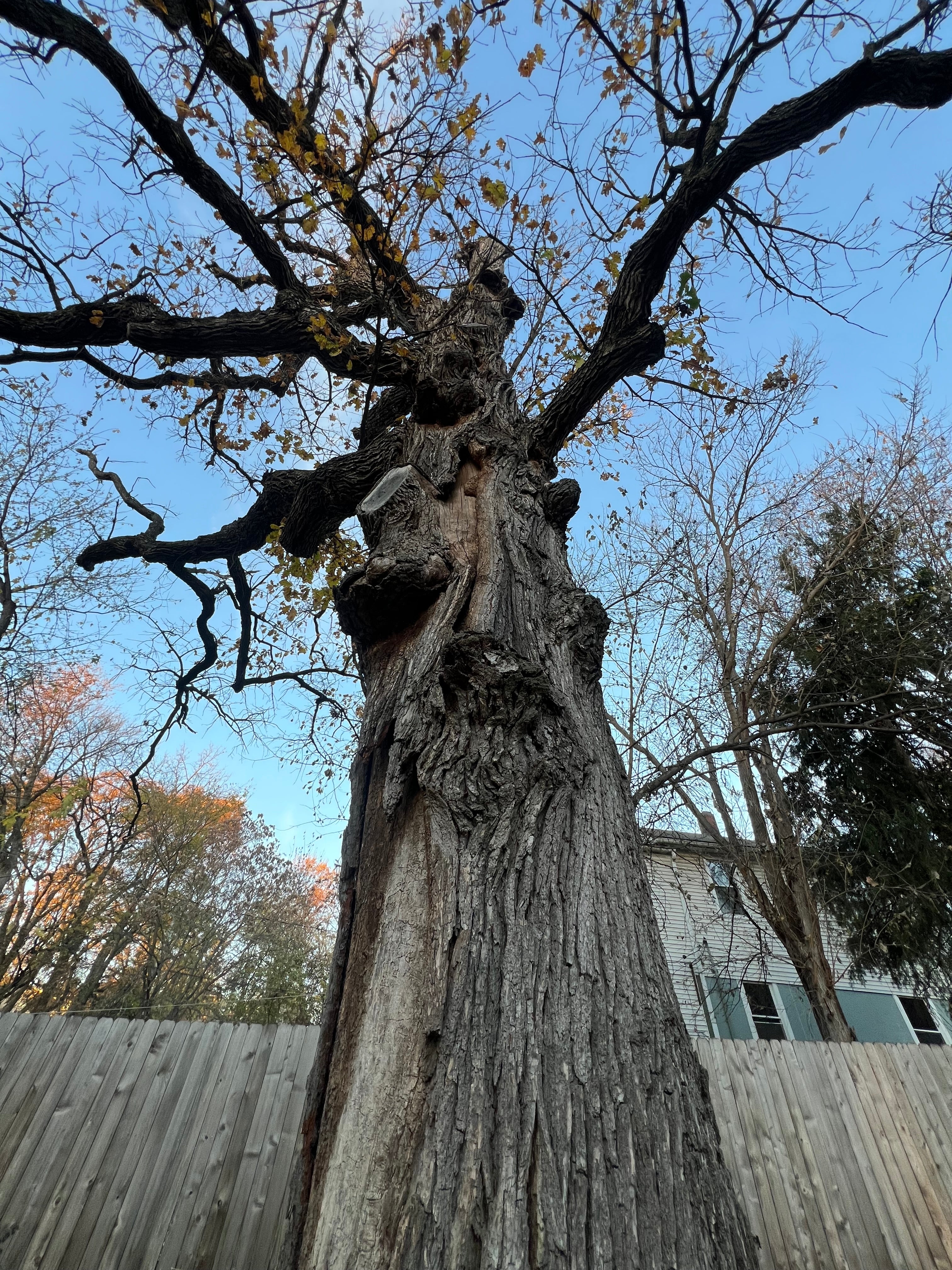 Frank the Liberty Tree